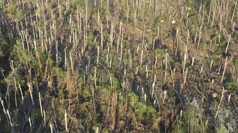 Aerial shot of devastated forest landsca... | Stock Video | Pond5