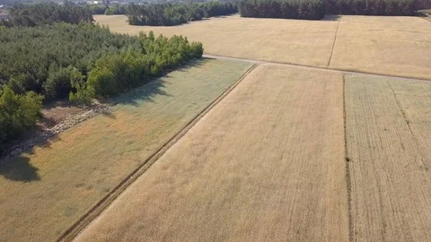 Aerial shot of fields full of weeds just... | Stock Video | Pond5