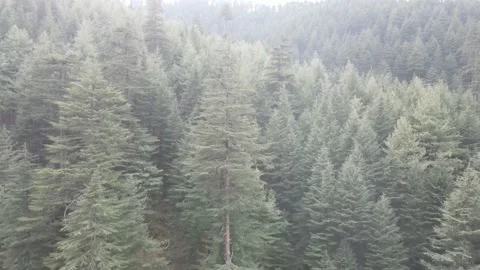 Aerial Shot of Wax Palm Trees with Mount... | Stock Video | Pond5
