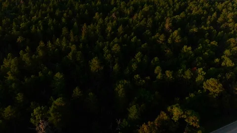 Aerial showing dense forest, camera tilt... | Stock Video | Pond5
