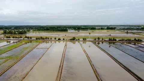 Aerial sliding over paddy field in water... | Stock Video | Pond5