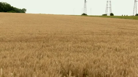 Aerial take-of shooting of a wheat field... | Stock Video | Pond5