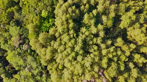 Aerial top down 4k view of forest in the... | Stock Video | Pond5