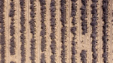 Aerial top down, dead orchard trees at a... | Stock Video | Pond5