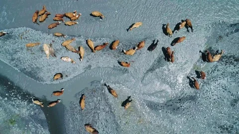 Aerial Top Down Shot of herd of cows sta... | Stock Video | Pond5