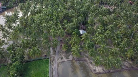 Aerial top down view coconut trees plant... | Stock Video | Pond5