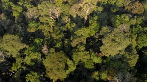 Aerial top-down view of dense amazon rai... | Stock Video | Pond5