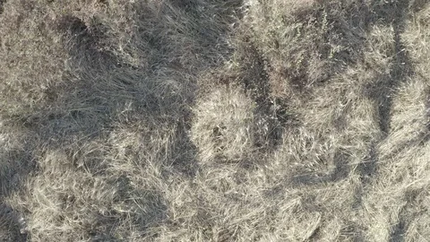 Aerial Top down view of dry grass blowin... | Stock Video | Pond5