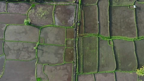 aerial top down view of empty rice field... | Stock Video | Pond5