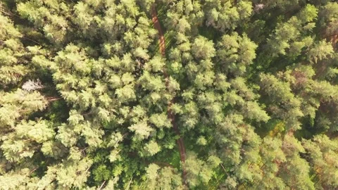 Forest Download Stock Videos – Royalty-Free HD & 4K Videos | Pond5