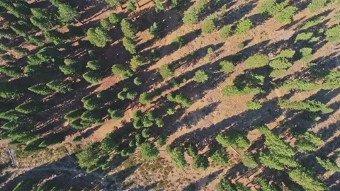 Aerial Top Down View Of Forest Trees In ... | Stock Video | Pond5