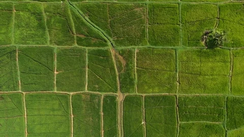 Aerial top down view of green rice paddy... | Stock Video | Pond5