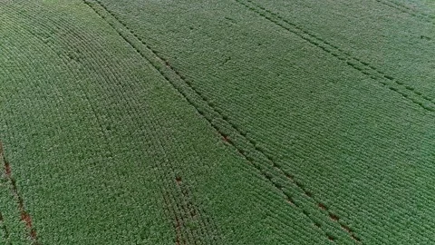 Aerial top down view of large field of g... | Stock Video | Pond5