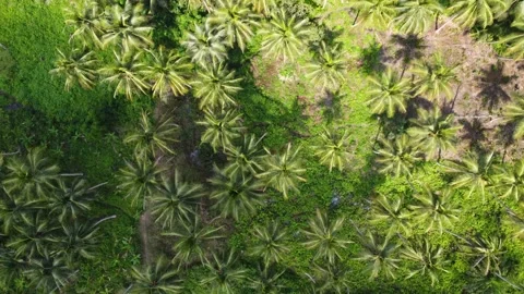 Aerial top down view of palm tree forest... | Stock Video | Pond5