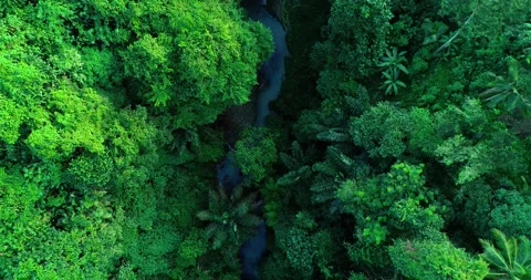 Jungle River Stock Video Footage | Royalty Free Jungle River Videos | Pond5