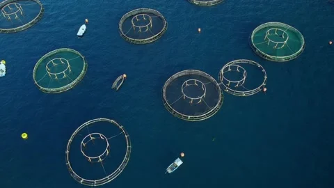 Aerial top drone view of fish farming in... | Stock Video | Pond5