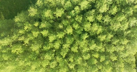 Aerial top view of canopy of trees, Wind... | Stock Video | Pond5