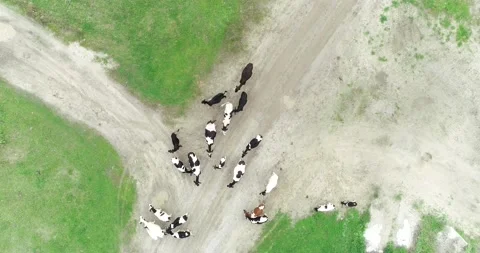 Aerial Cows Stock Video Footage | Royalty Free Aerial Cows Videos | Pond5