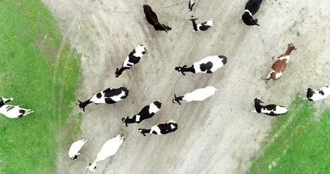 Aerial Cows Stock Video Footage | Royalty Free Aerial Cows Videos | Pond5