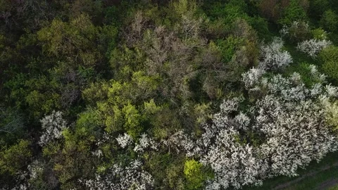 Aerial Grass Stock Video Footage | Royalty Free Aerial Grass Videos | Pond5