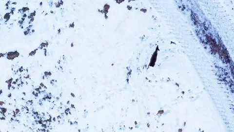 Aerial Top View Of A Female Deer (Doe) W... | Stock Video | Pond5