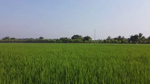 Aerial top view, flying over green paddy... | Stock Video | Pond5