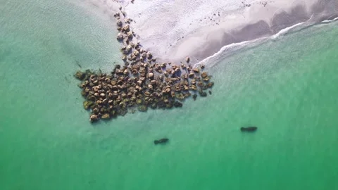 Aerial top view footage of two manatees ... | Stock Video | Pond5