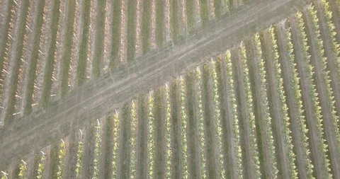 Orchard Top View Stock Video Footage | Royalty Free Orchard Top View ...