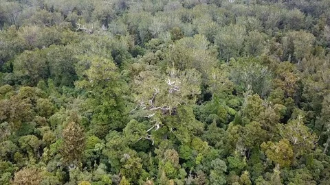 Aerial top view of a giant kauri tree in... | Stock Video | Pond5