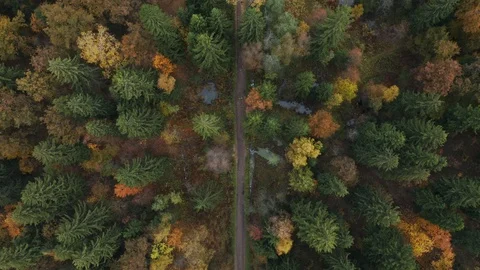 Aerial top view gold colorful forest in ... | Stock Video | Pond5