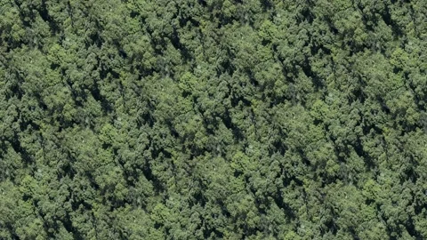 Aerial top view of green dense forest on... | Stock Video | Pond5