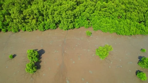 Aerial top view over the mangrove forest... | Stock Video | Pond5
