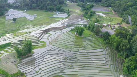 Aerial top view of paddy rice terraces w... | Stock Video | Pond5