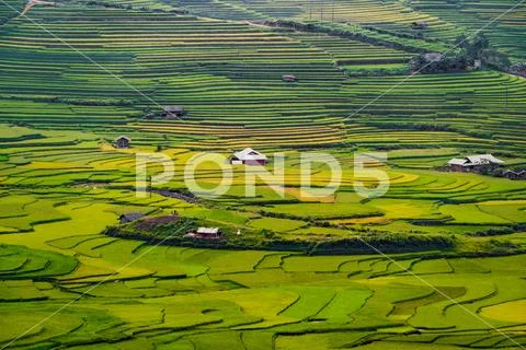 Photograph: Aerial top view of paddy rice terraces, green agricultural ...