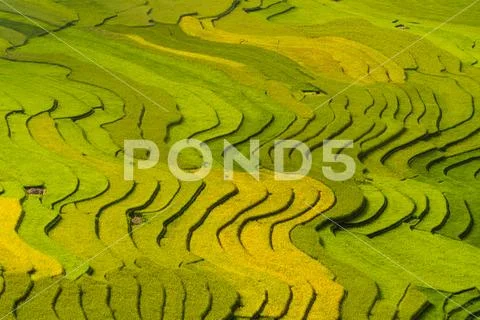 Photograph: Aerial top view of paddy rice terraces, green agricultural ...