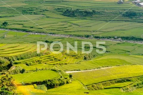 Aerial top view of paddy rice terraces, green agricultural fields in ...