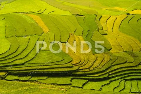 Aerial top view of paddy rice terraces, green agricultural fields in ...