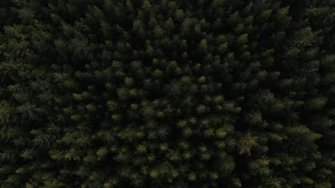 Aerial Top View Of Pine Trees In Forest,... | Stock Video | Pond5