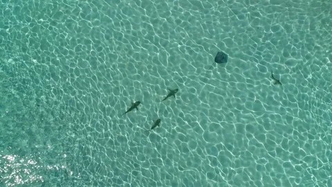 Aerial top view of sharks and rays spots... | Stock Video | Pond5