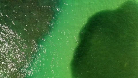 Aerial Top View Of Small Fish Swimming O... | Stock Video | Pond5