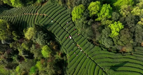 Aerial top view of spring tea farm in th... | Stock Video | Pond5