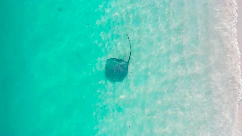 Aerial top view a stingray swimming over... | Stock Video | Pond5