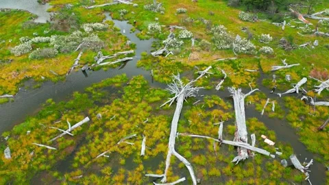 Aerial Swamp Stock Video Footage | Royalty Free Aerial Swamp Videos | Pond5