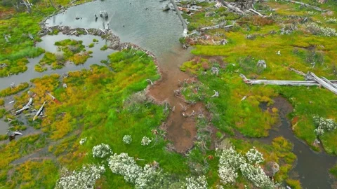 Aerial Swamp Stock Video Footage | Royalty Free Aerial Swamp Videos | Pond5