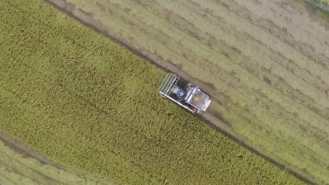 Rice Crop Stock Footage ~ Royalty Free Stock Videos | Page 8