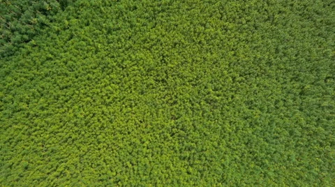 Marijuana Field Stock Footage ~ Royalty Free Stock Videos | Pond5