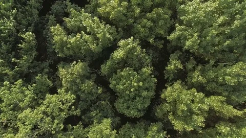 Aerial video of a forest wave in the win... | Stock Video | Pond5