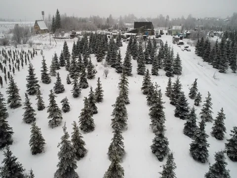 Aerial Video Of A Pine Growing Nursery a... | Stock Video | Pond5
