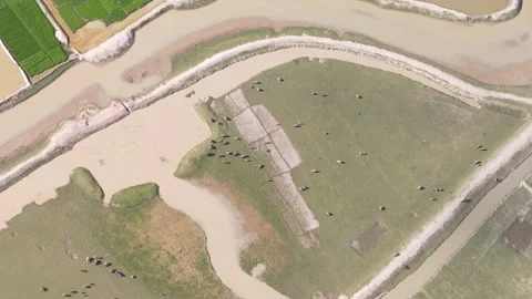 Aerial view above buffalo cattle grazing... | Stock Video | Pond5
