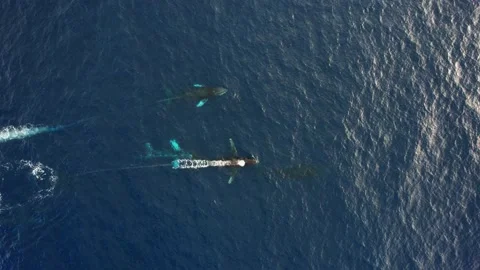 Aerial view above a group of Humpback wh... | Stock Video | Pond5